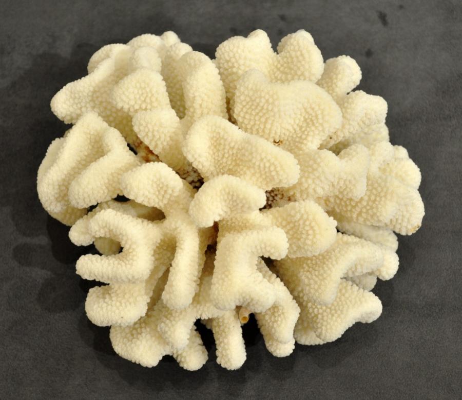 Beautiful Solomon Islands Coral Specimen