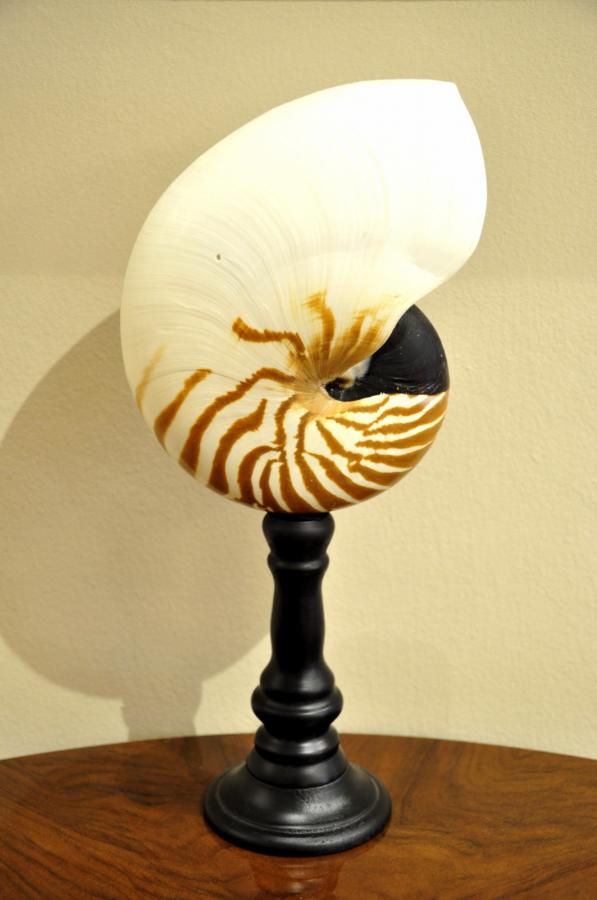 Important Nautilus On Wooden Stand Black